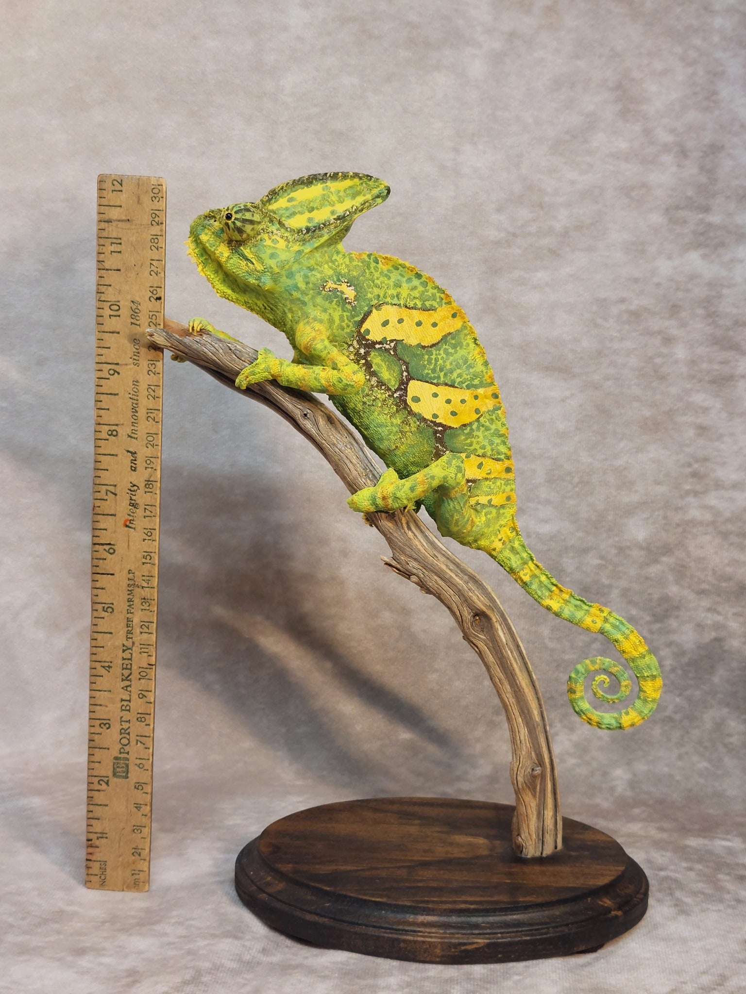 veiled chameleon