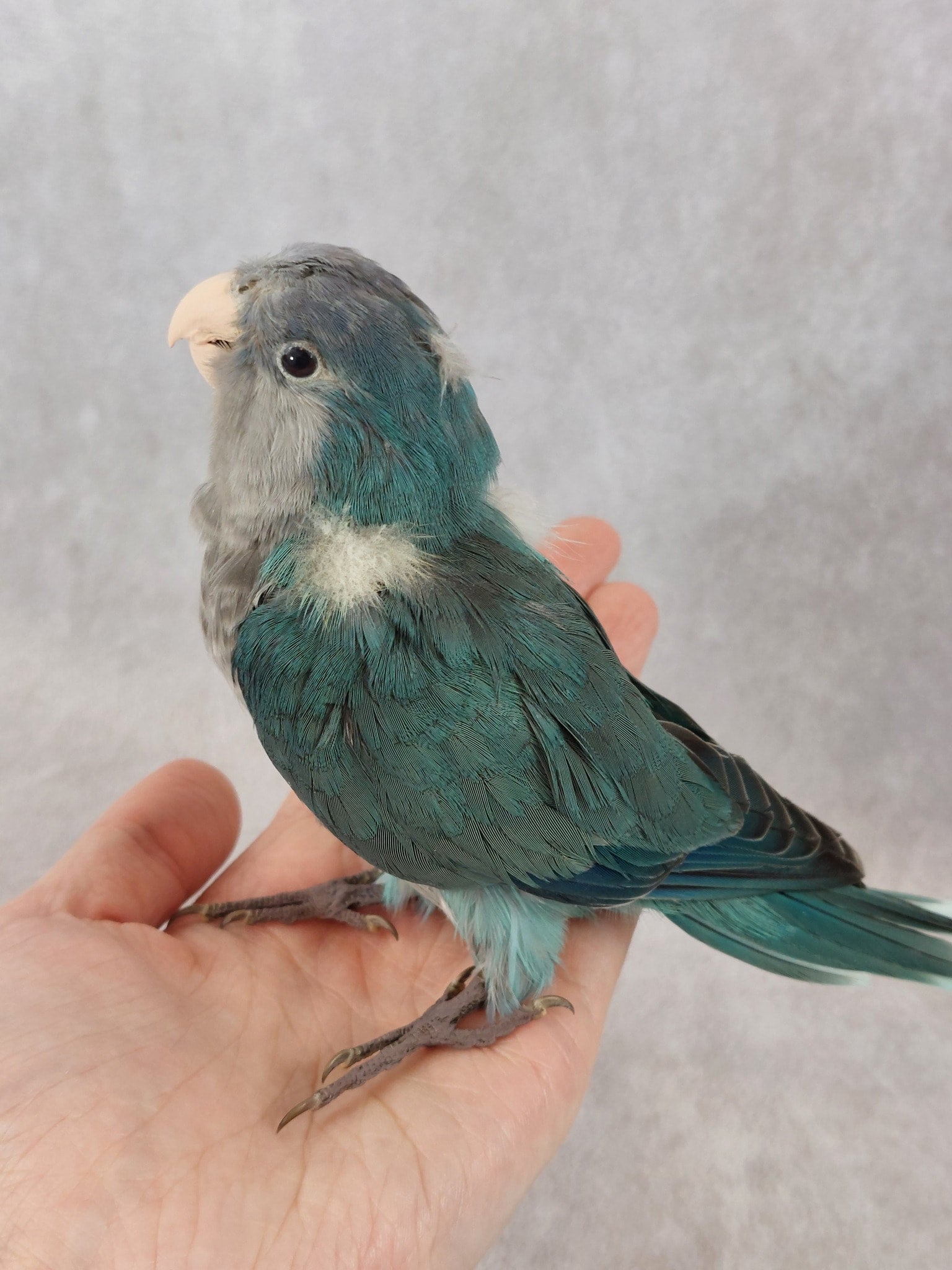 Blue quaker parrot store